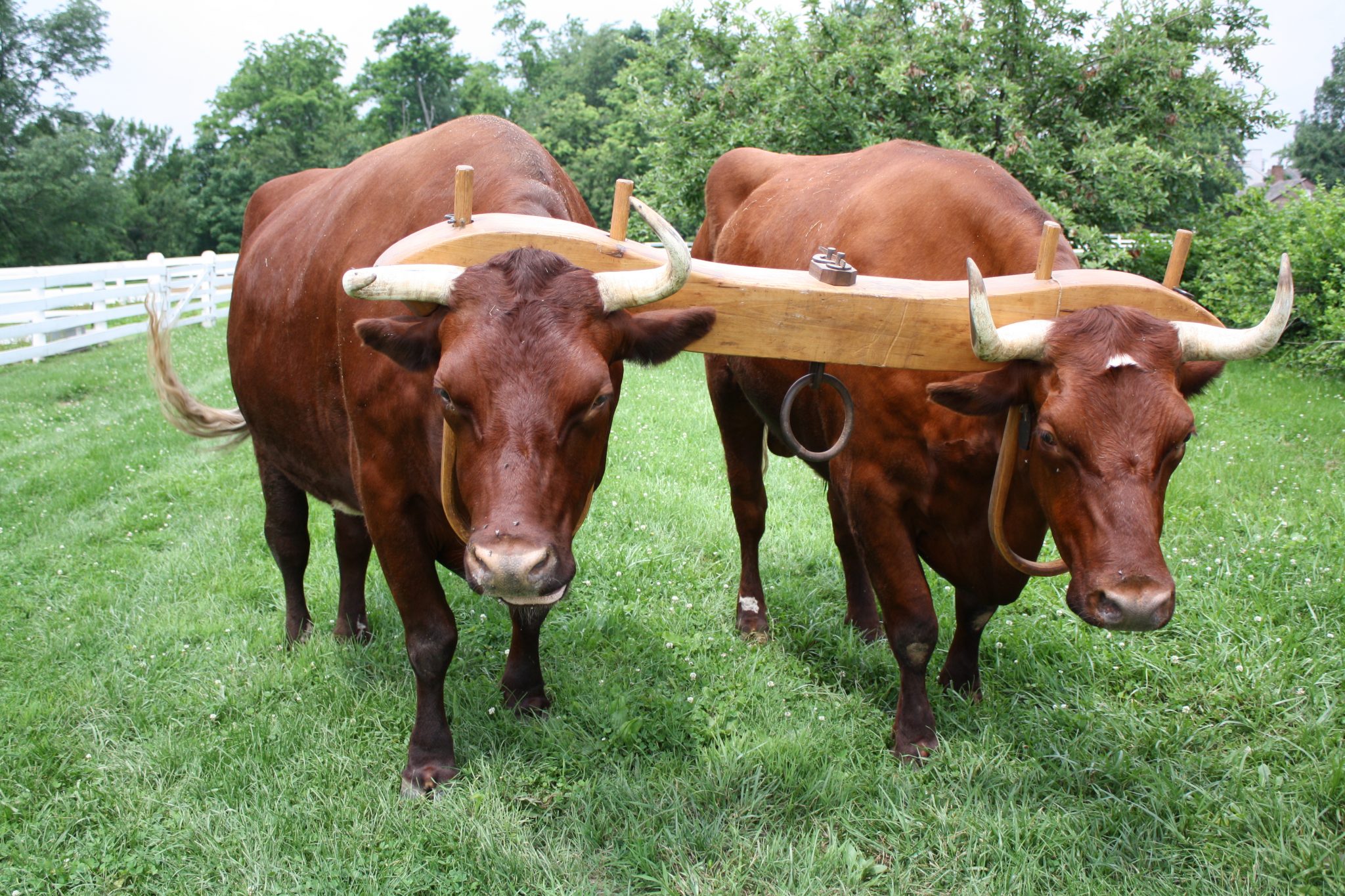 Landrace and Heritage Horses and Cattle - Countryside